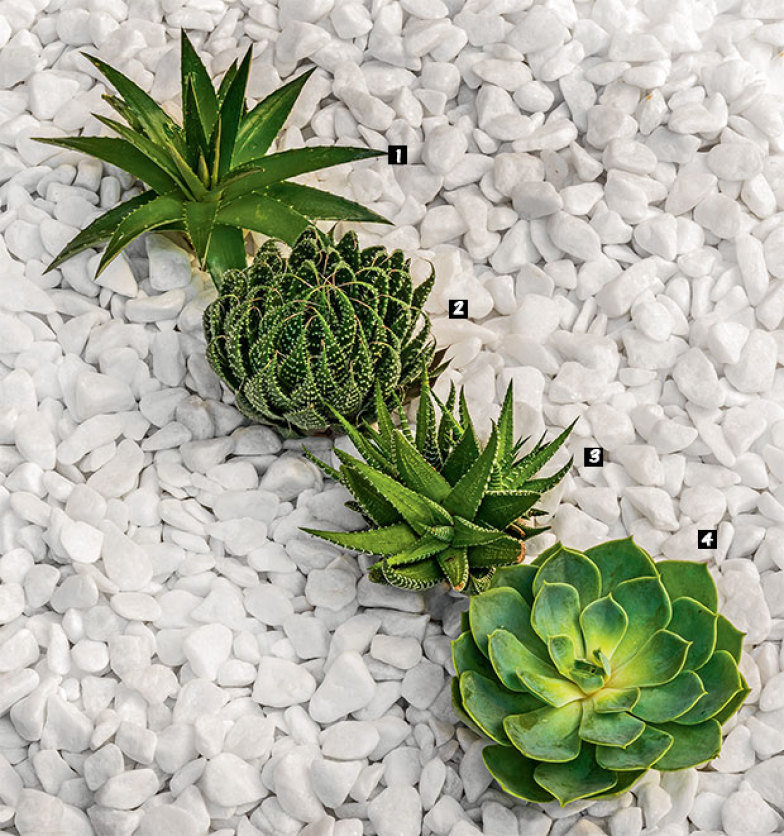 Suculenta: um guia completo da plantinha que nós amamos | CASA.COM.BR