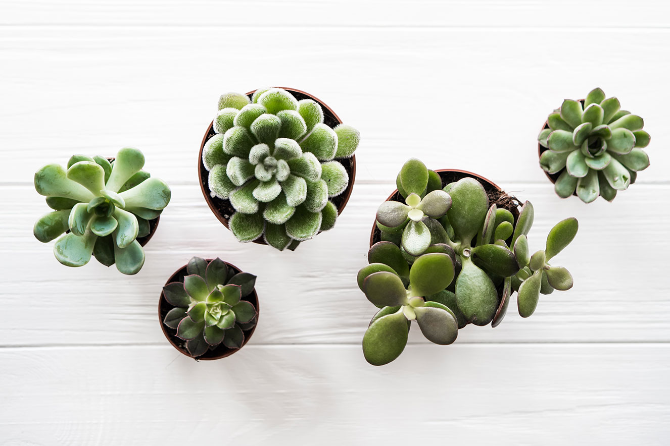 Suculentas: Principais tipos, cuidados e dicas para decorar | CASA.COM.BR