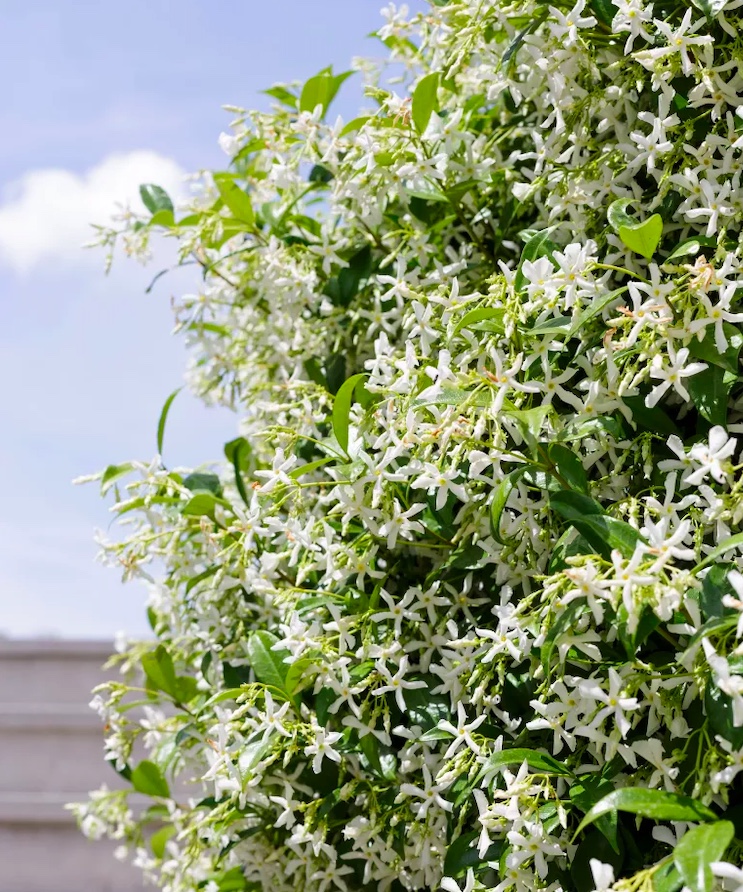 Como cultivar jasmim | CASA.COM.BR