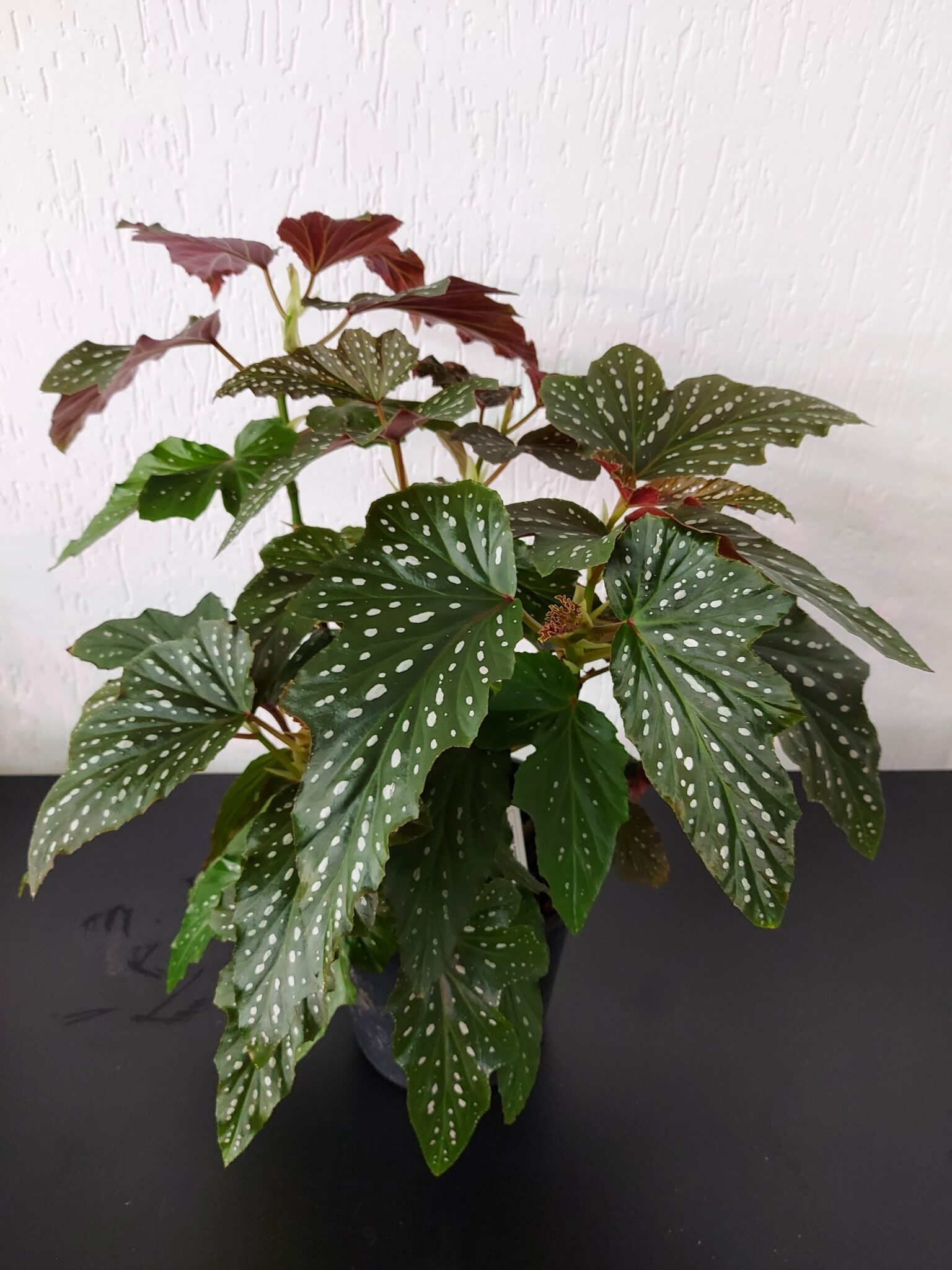 Begonia: conheça os diferentes tipos e como cuidar em casa | CASA.COM.BR