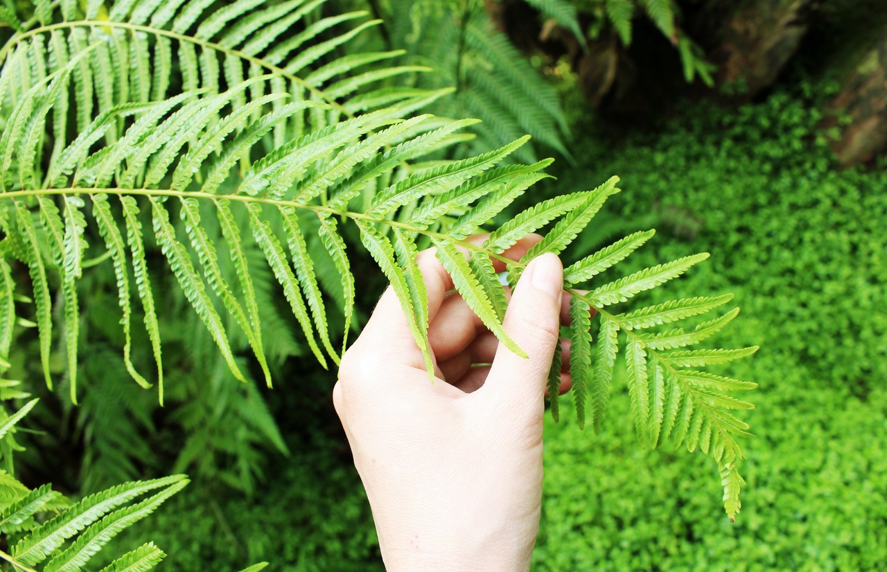 Conheça os diferentes tipos de samambaia e como cultivá-los | CASA.COM.BR