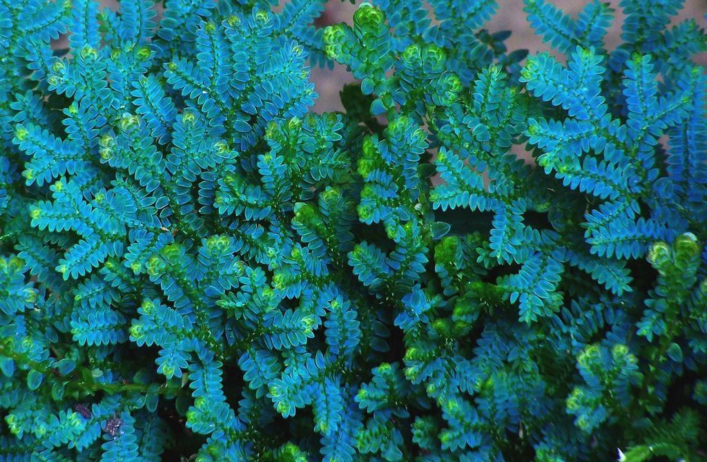 Conheça os diferentes tipos de samambaia e como cultivá-los | CASA.COM.BR