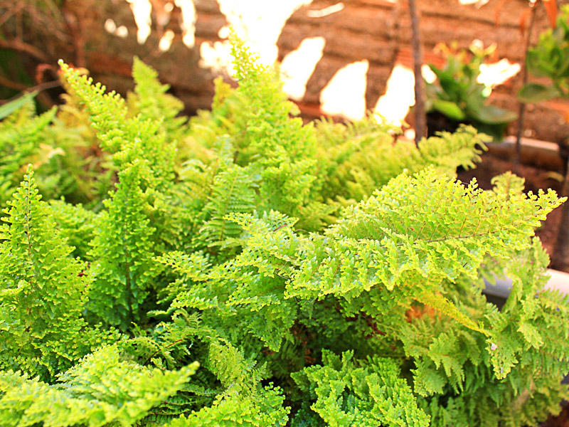 Conheça os diferentes tipos de samambaia e como cultivá-los | CASA.COM.BR