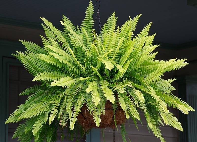 Conheça os diferentes tipos de samambaia e como cultivá-los | CASA.COM.BR