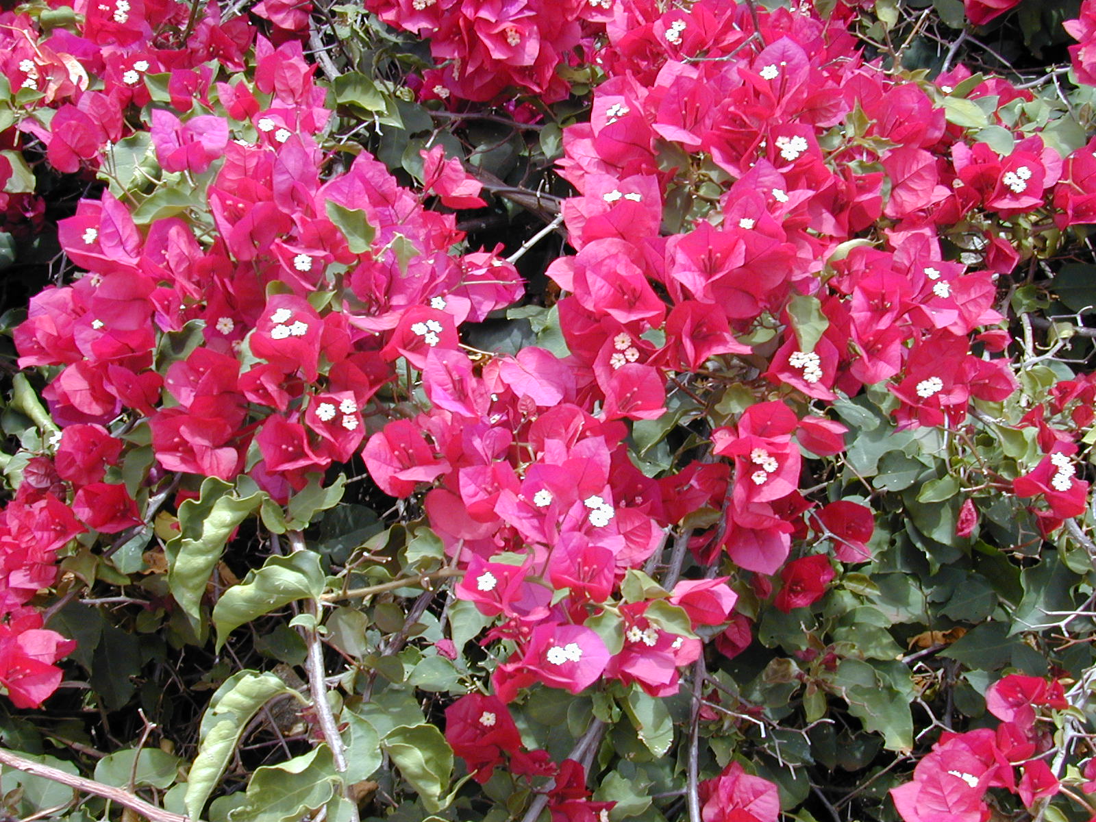 Como plantar e cuidar de primavera | CASA.COM.BR
